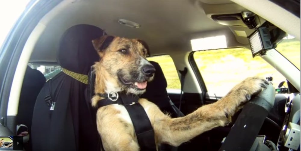 1 in 10 male drivers have lost control of a vehicle whilst travelling ...